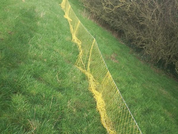 ferret | 12 All Sections Ads For Sale in Ireland | DoneDeal