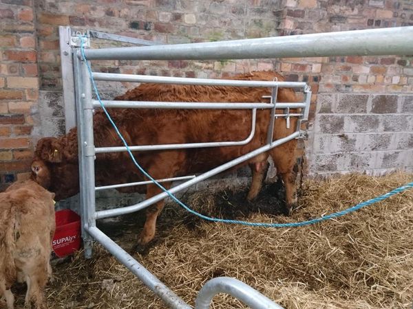 Leam AGRI. Calving gates. Bo steel for sale in Co. Fermanagh for £ ...