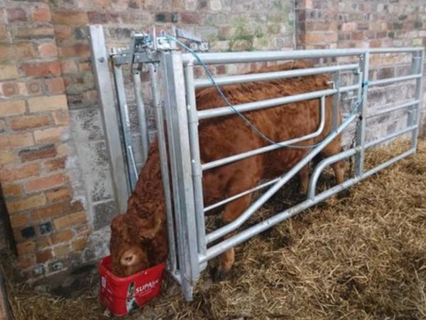Leam AGRI. Calving gates. Bo steel for sale in Co. Fermanagh for £ ...