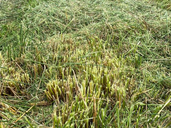 Grass Topper Grasstopper Topper wylie mulcher new for sale in Co ...