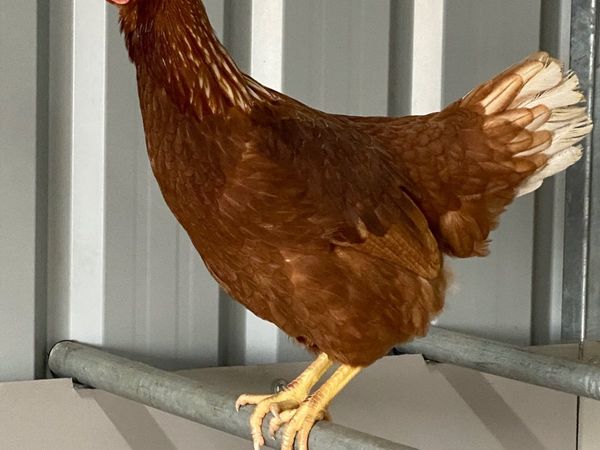 ISABROWN & DEKALB WHITE POL LAYING HENS for sale in Co. Armagh for £8 ...