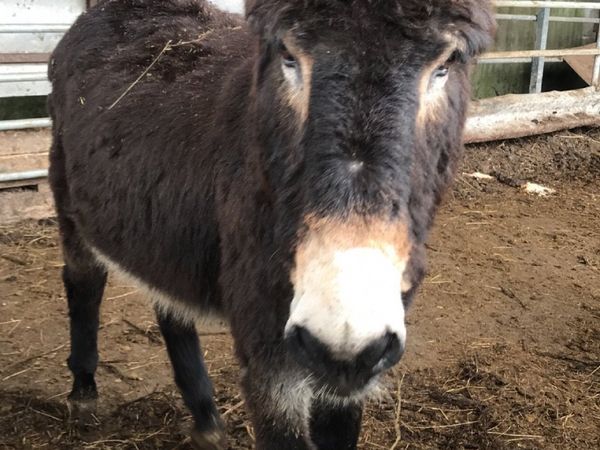 donkeys | 124 All Sections Ads For Sale in Ireland | DoneDeal