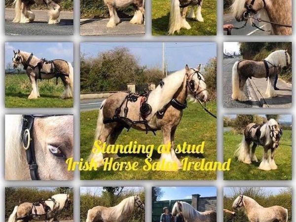 Horses Ads For Sale in Ireland | DoneDeal