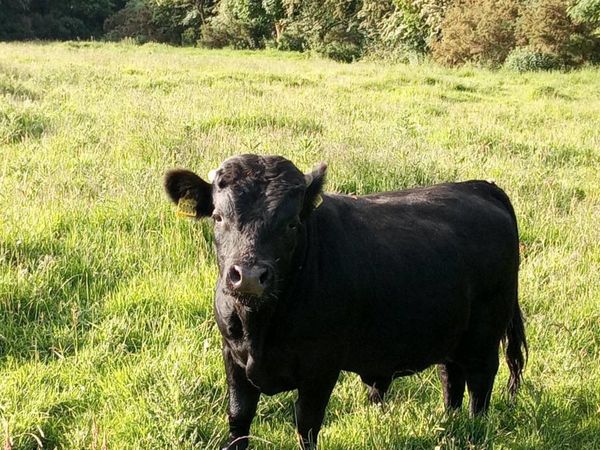 Beef Cattle Ads For Sale in Ireland | DoneDeal