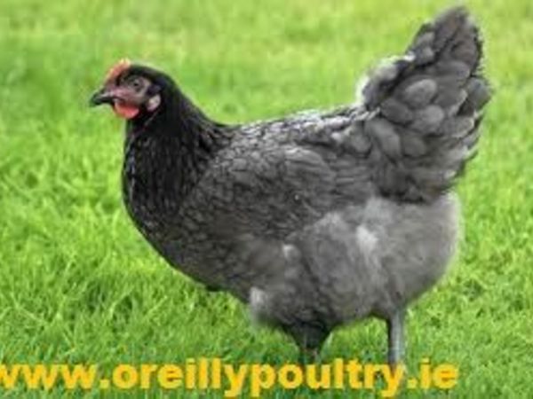 Poultry Ads For Sale in Ireland | DoneDeal