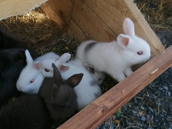 rabbits | 275 Animals Ads For Sale in Ireland | DoneDeal