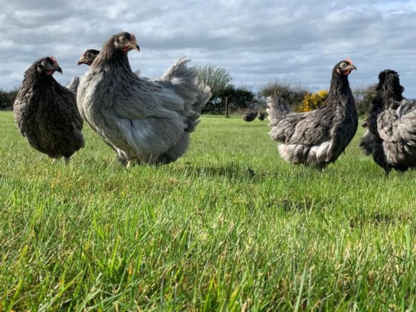 hens point of lay pullets | 187 All Sections Ads For Sale in Ireland ...