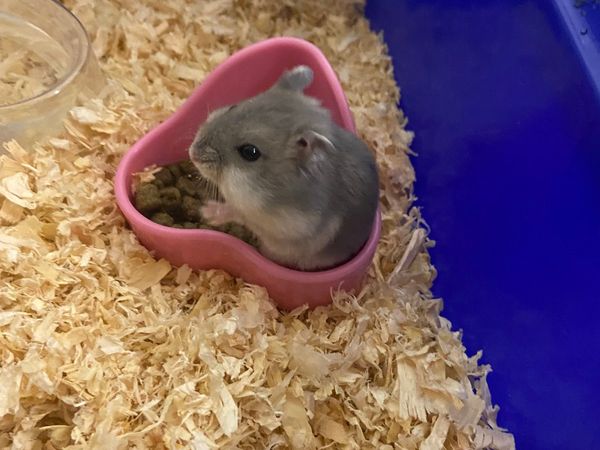 hamster | 87 All Sections Ads For Sale in Ireland | DoneDeal