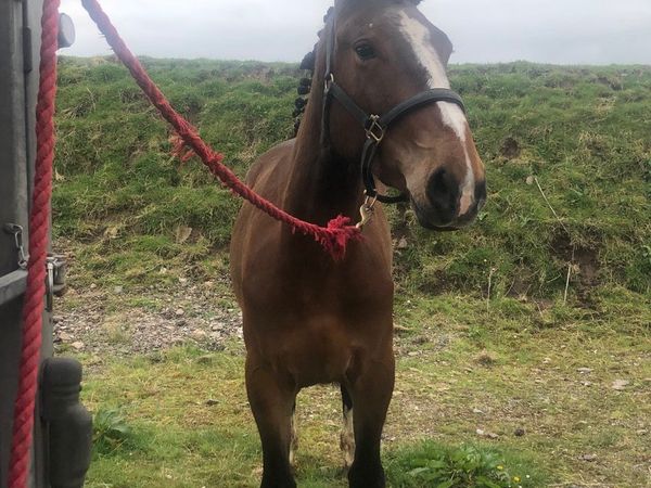 Irish Draught | 107 Horses Ads For Sale in Ireland | DoneDeal