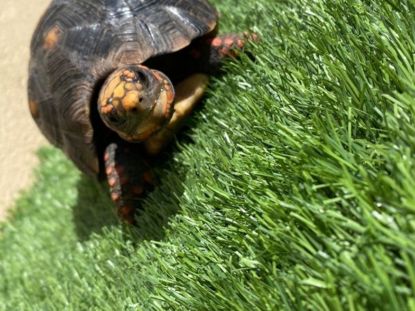 tortoise | 30 All Sections Ads For Sale in Ireland | DoneDeal