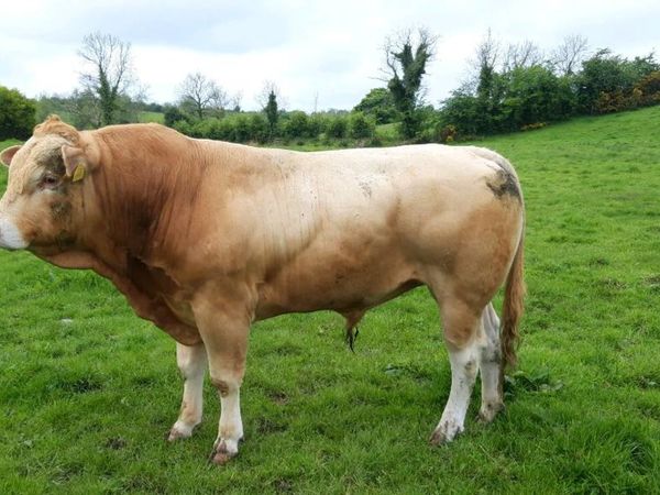 Beef Cattle Ads For Sale in Ulster | DoneDeal
