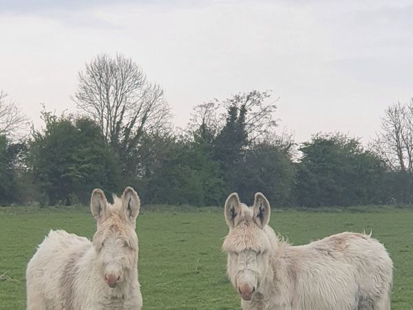 Donkeys Ads For Sale in Ireland | DoneDeal