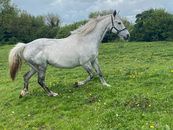 Thoroughbred | 71 Horses Ads For Sale in Ireland | DoneDeal