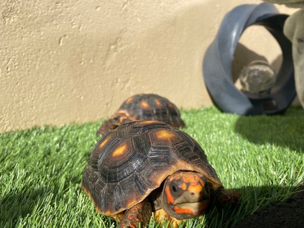 tortoise | 20 All Sections Ads For Sale in Ireland | DoneDeal