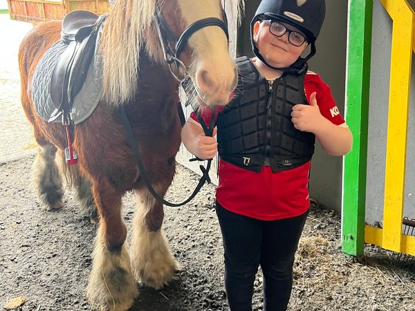 pony | 633 All Sections Ads For Sale in Ireland | DoneDeal