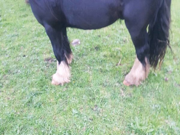 Cobs Ads For Sale in Ireland | DoneDeal