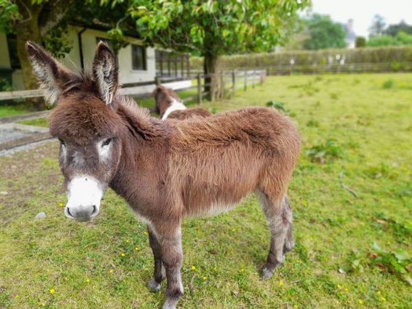 Donkeys Ads For Sale in Ireland | DoneDeal