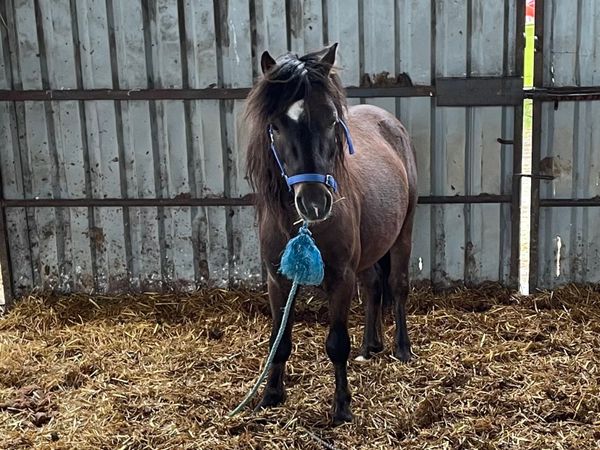ponies | 633 All Sections Ads For Sale in Ireland | DoneDeal