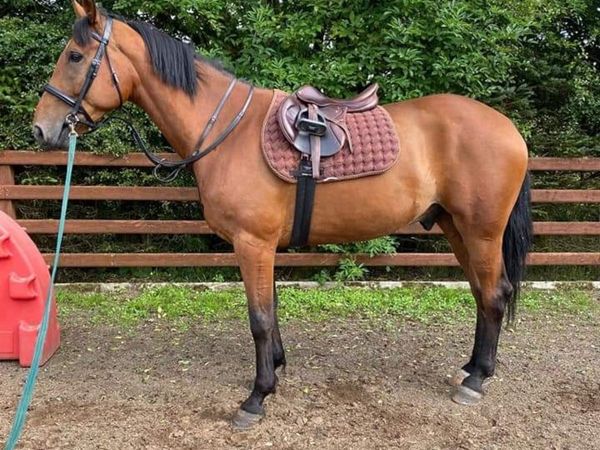Horses Ads For Sale in Antrim | DoneDeal