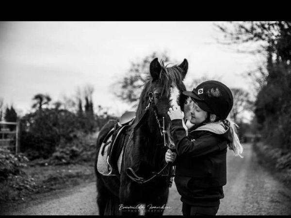 pony | 633 All Sections Ads For Sale in Ireland | DoneDeal