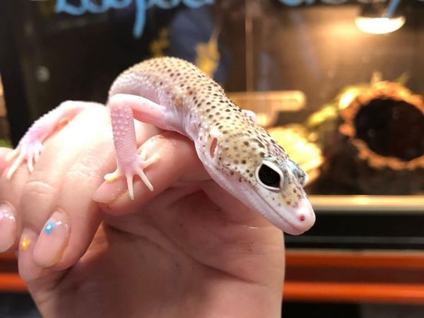 Reptiles Ads For Sale in Ireland | DoneDeal