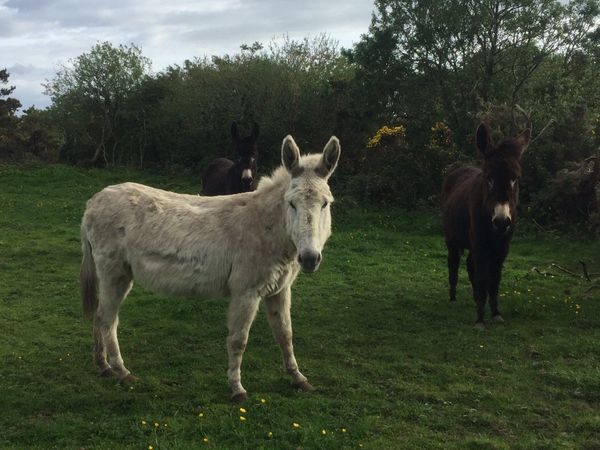 Donkeys Ads For Sale in Ireland | DoneDeal
