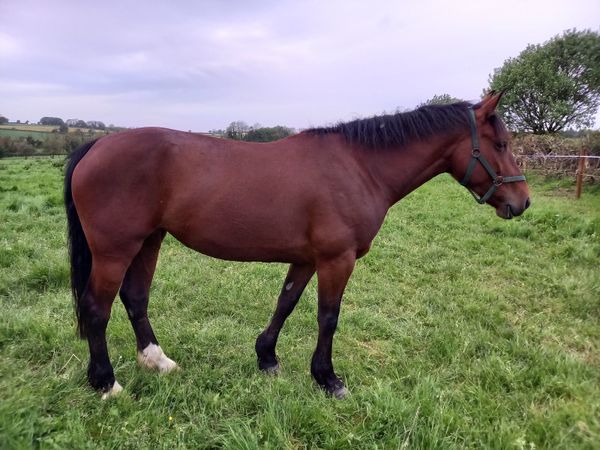 Irish Draught | 94 Horses Ads For Sale in Ireland | DoneDeal