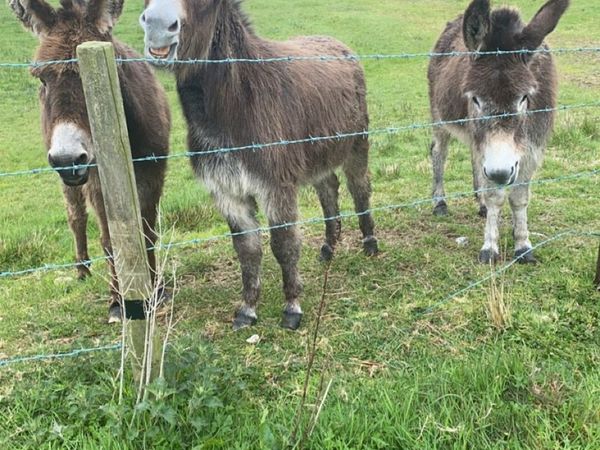 Donkeys Ads For Sale in Ireland | DoneDeal