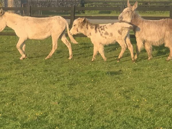 Donkeys Ads For Sale in Ireland | DoneDeal