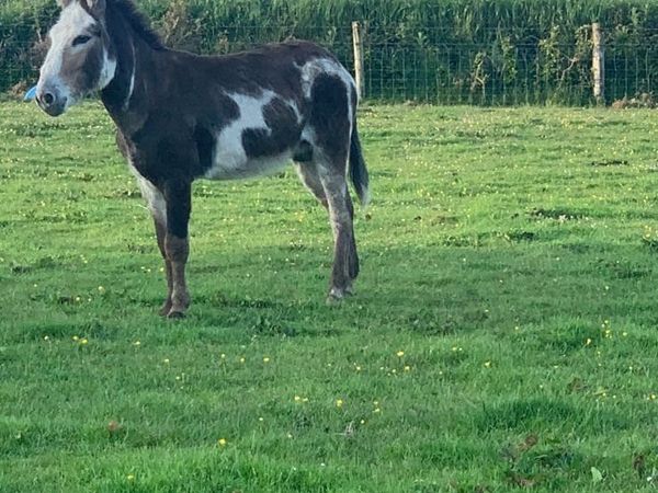 Donkeys Ads For Sale in Ireland | DoneDeal
