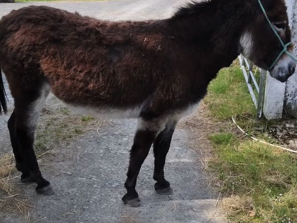 Donkeys Ads For Sale in Ireland | DoneDeal