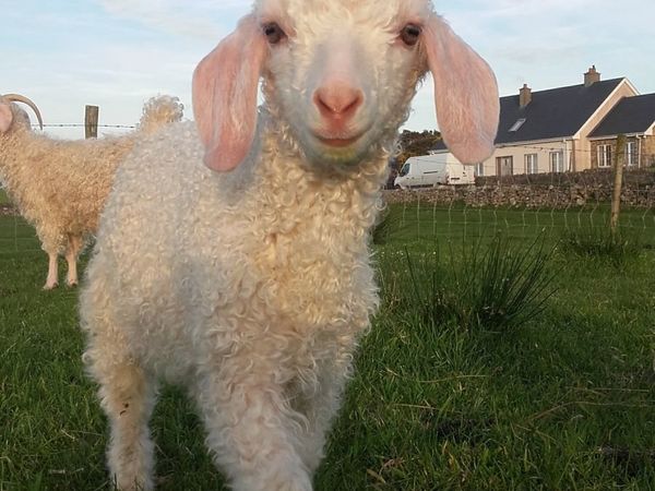 Goats Ads For Sale in Ireland | DoneDeal