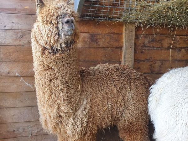 alpacas | 32 All Sections Ads For Sale in Ireland | DoneDeal