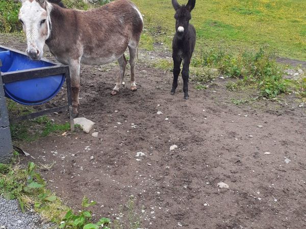 Donkeys Ads For Sale in Ireland | DoneDeal