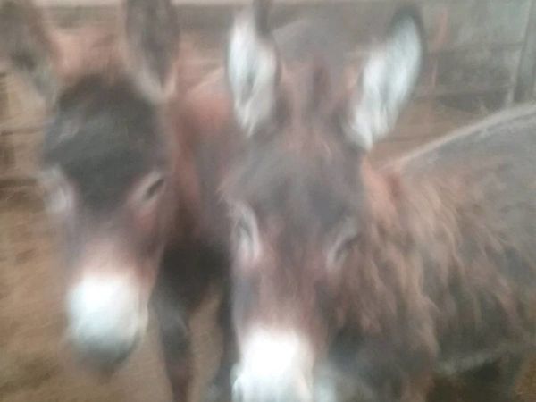 Donkeys Ads For Sale in Ireland | DoneDeal