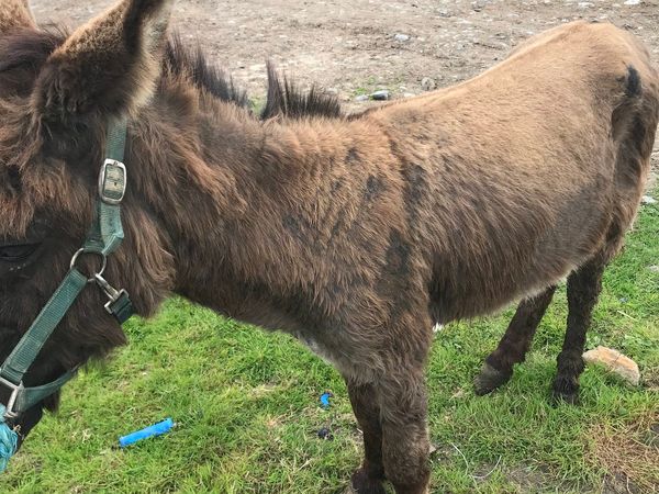 Donkeys Ads For Sale in Ireland | DoneDeal