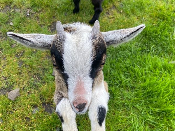 Goats Ads For Sale in Ireland | DoneDeal