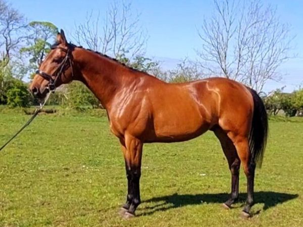 Horses Ads For Sale in Ulster | DoneDeal