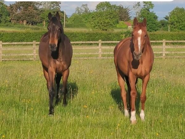 Horses Ads For Sale in Ireland | DoneDeal