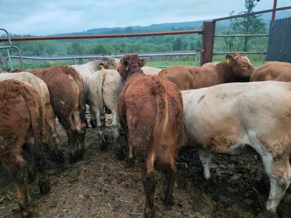 Farming Ads For Sale in ulster | DoneDeal