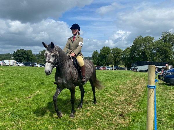 connemara | 208 Ponies Ads For Sale in Ireland | DoneDeal