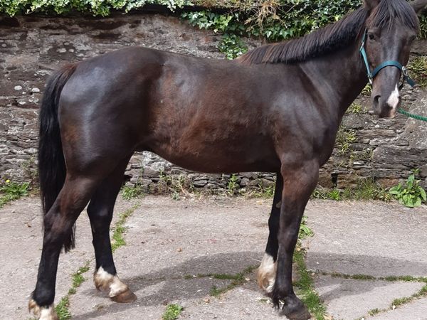 Cobs Ads For Sale in Ireland | DoneDeal