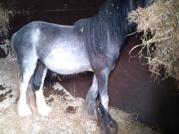 Cobs Ads For Sale in Ireland | DoneDeal