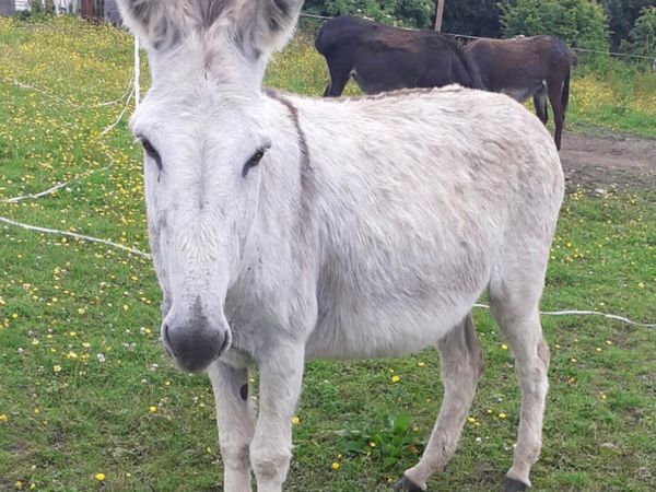Donkeys Ads For Sale in Ireland | DoneDeal