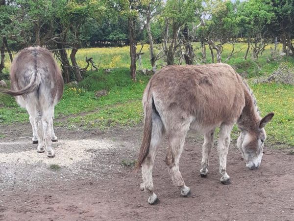 Donkeys Ads For Sale in Ireland | DoneDeal