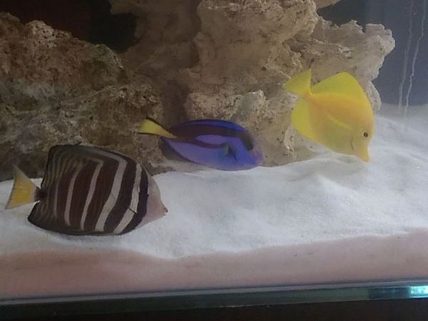 fish tanks | 236 All Sections Ads For Sale in Ireland | DoneDeal