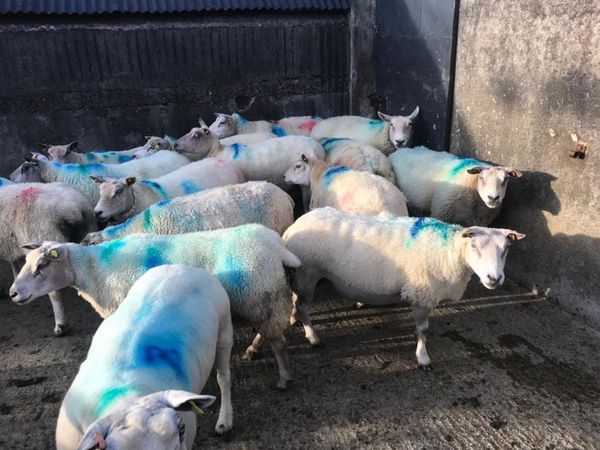 Farming Ads For Sale in Roscommon | DoneDeal