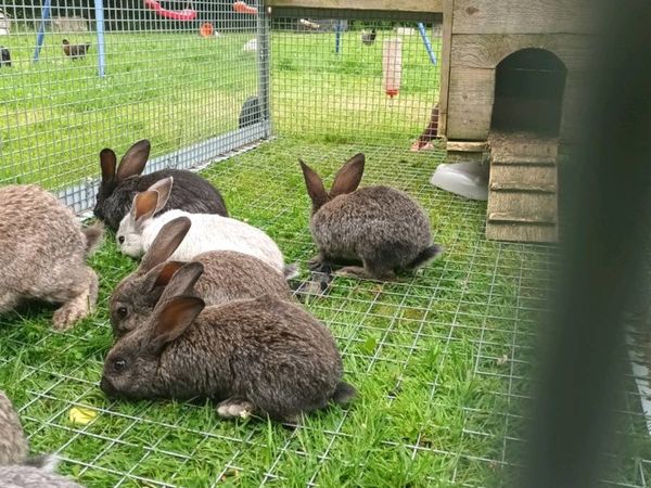 rabbits | 263 Animals Ads For Sale in Ireland | DoneDeal