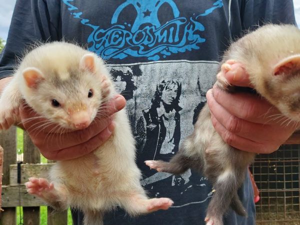 ferret | 36 All Sections Ads For Sale in Ireland | DoneDeal