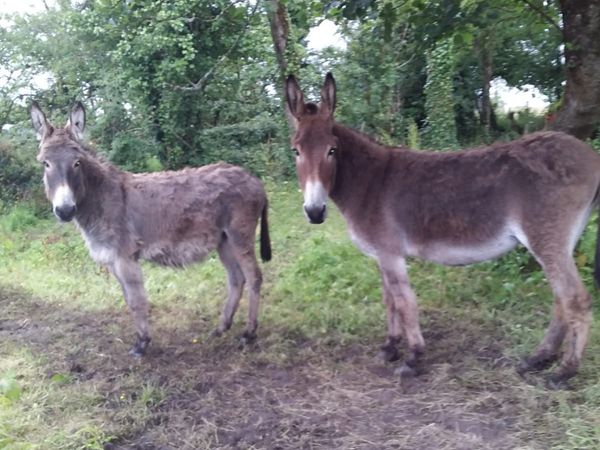 Donkeys Ads For Sale in Ireland | DoneDeal